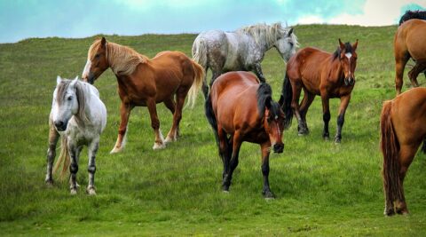 El sector equino en España | AEVAE